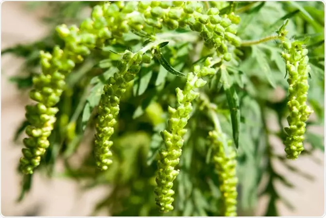 Ragweed na-eme m ihe nfụkasị ahụ?