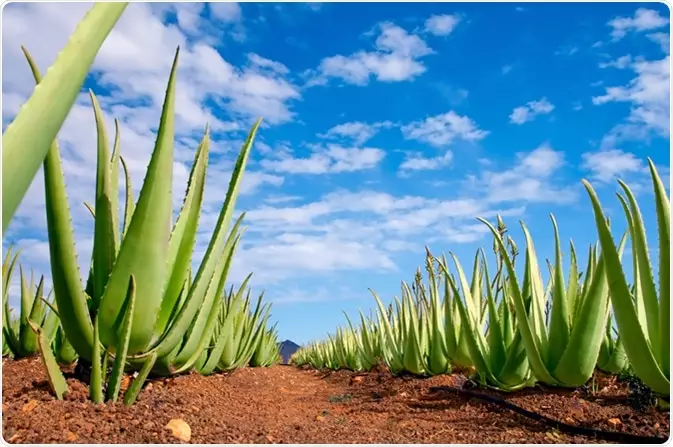 Apa itu Aloevera?