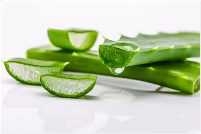 Uru ahụike na ihe egwu nke Aloe Vera