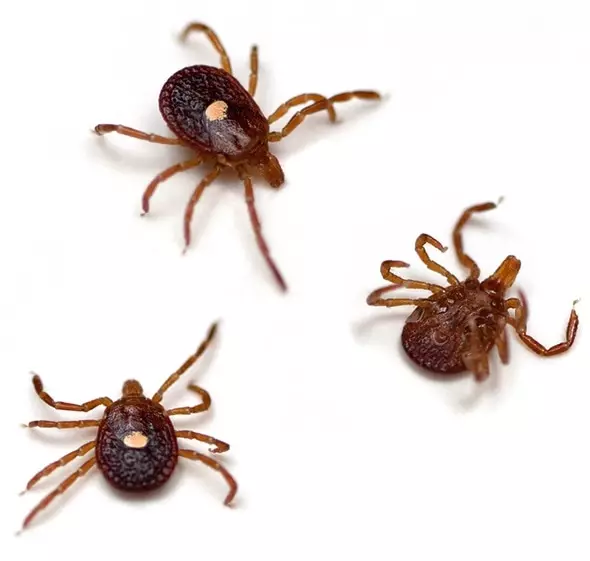 Lone Star Ticks (Amblyomma americanum) - Direitos autorais da imagem: Melinda Fawver