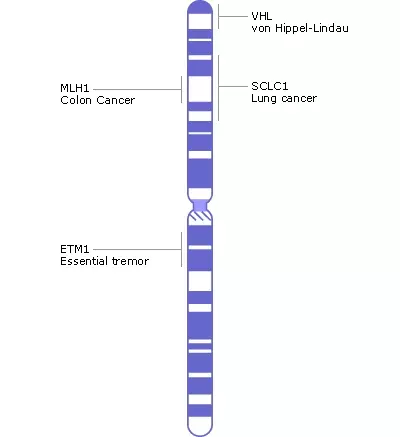 크로모손 3에는 약 2억 개의 염기쌍이 있는 약 1900개의 유전자가 포함되어 있으며 그 중 ~95%가 결정되었습니다. 이미지 크레디트: NIH