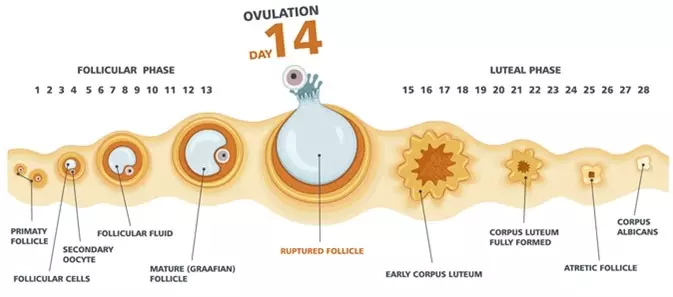 tabilao momba ny ovulation. Ny tsingerin'ny fadimbolana vehivavy. Sary nahazoan-dalana: logika600 / Shutterstock