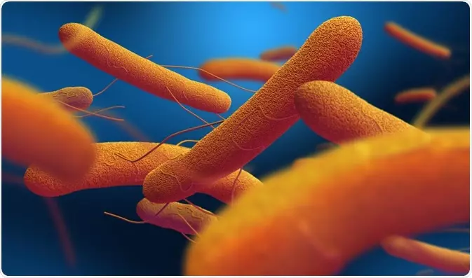 Salmonella bacteria - la bacteria que causa la fiebre tifoidea - por Festa