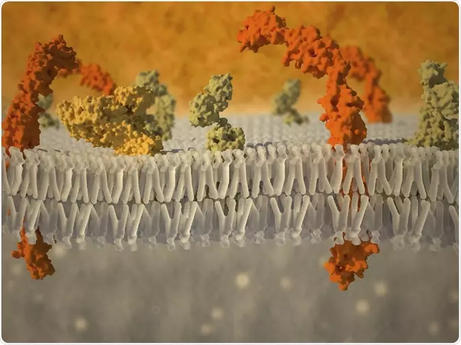 Les lipides sont un groupe diversifié de composés organiques qui sont essentiels pour plusieurs fonctions biologiques, allant du stockage d'énergie à la signalisation cellulaire.