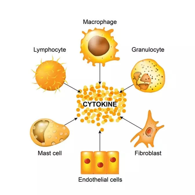 Cytokines. ສິນເຊື່ອຮູບພາບ: Designua / Shutterstock