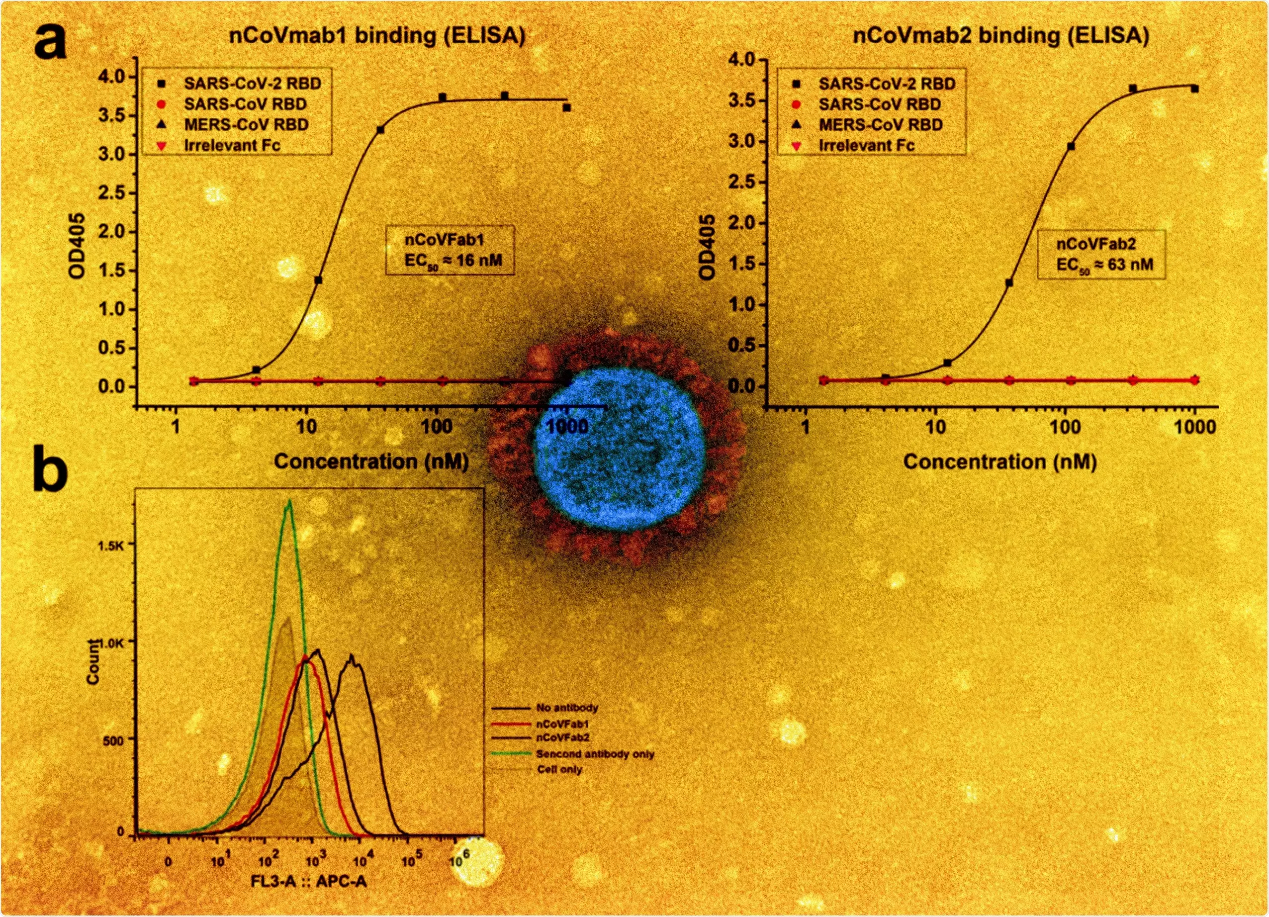 a Binding of nCoVFab1 and nCoVFab2 to different RBDs, as measured by an ELISA. RBD-Fc fusions of SARS-CoV-2, SARS-CoV, and MERS-CoV was used as antigens. Irrelevant Fc protein tau siv los ua kev tswj tsis zoo. Cov kev sim tau ua ntawm nws tus kheej ob zaug thiab cov txiaj ntsig zoo sib xws tau txais. Ib tus neeg sawv cev kev sim tau pom thiab cov ntaub ntawv yog qhov nruab nrab ntawm ob qhov kev hloov pauv. b Blockage of binding of SARS-CoV-2 RBD-Fc to Vero E6 cells by Fabs. nCoVFab1 thiab nCoVFab2 inhibited binding fluorescence hloov nrog kev ua tau zoo ntawm kwv yees li 89% thiab 82%, feem, raws li ntsuas los ntawm flow cytometry.