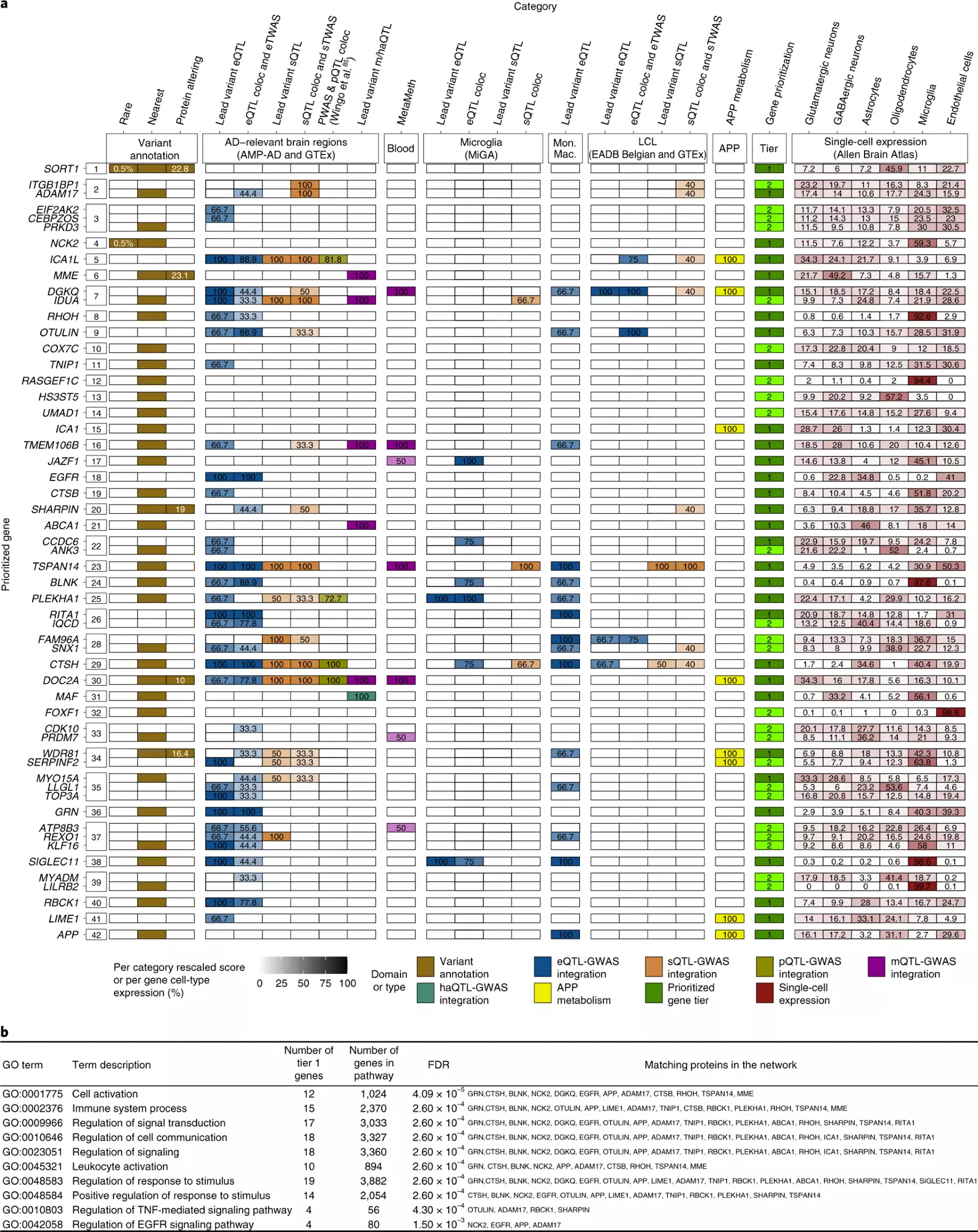 a, Pfupiso yezvibodzwa zvakayerwa zvechikamu chega chega chehumbowo hwemajini anokosheswa mune 42 itsva genome-wide-yakakosha loci. Tichishandisa nzira yedu yekuisa pamberi pejini, takafunga nezvemajini ari mukati me1 Mb yeimwe neimwe mitsva yekusiyana uye takaisa pamberi huwandu hwe55 genes mu42 itsva loci pamatanho maviri akasiyana ekuvimba (31 tier 1 genes uye 24 tier 2 majini). Makukwe ekuruboshwe anoratidza nhamba itsva yelocus index. Mhando dzakasiyana dzehumbowo dzine mavara zvichienderana nenzvimbo nomwe dzakasiyana dzazvaive. Zviyero zvakayerwa zvechikamu cheuchapupu chega chega zvinodzoserwa pachiyero che 0-100, uye zvikamu zvehuremu hwehuropi hwemunhu sero-mhando-chaiyo kutaura kune yega yega gene inodzoserwa pachiyero che 0-100; mavara akasviba anomiririra zvibodzwa zvepamusoro kana zvimiro zvekutaura zvepamusoro. Tier 1 majini anoratidzwa mune yakasviba girinhi, uye tier 2 majini anoratidzwa mune yakasvibira. Chete tier 1 uye tier 2 majini anoratidzwa kune imwe neimwe locus. Supplementary Fig. 35 inoratidza zvizere zvizere. MAFs neCADD (v1.6) PHRED zvibodzwa zvezvisingawanzo uye/kana mapuroteni-anoshandura zvisingawanzo siyana akanyorwa nechena mukati memativi akateerana. b, Pathway kuvandudza ongororo yakavakirwa pane tier 1 gene runyorwa. Masangano gumi chete akasimba (maererano neSTRING software) anoratidzwa pano. coloc, colocalization; eQTL, kutaura QTL; eTWAS, kutaura transcriptome-wide association kudzidza; GO, Gene Ontology; haQTL, histone acetylation QTL; Mon. Mac., monocytes uye macrophages; sTWAS, splicing transcriptome-wide association study; m/haQTL, methylation/histone acetylation QTL; sQTL, splicing QTL; FDR, chiyero chekuwanikwa kwenhema.