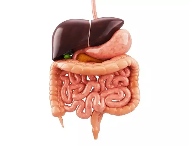 L'estudi destaca els factors que influeixen en el microbioma intestinal dels óssos brus d'Alaska