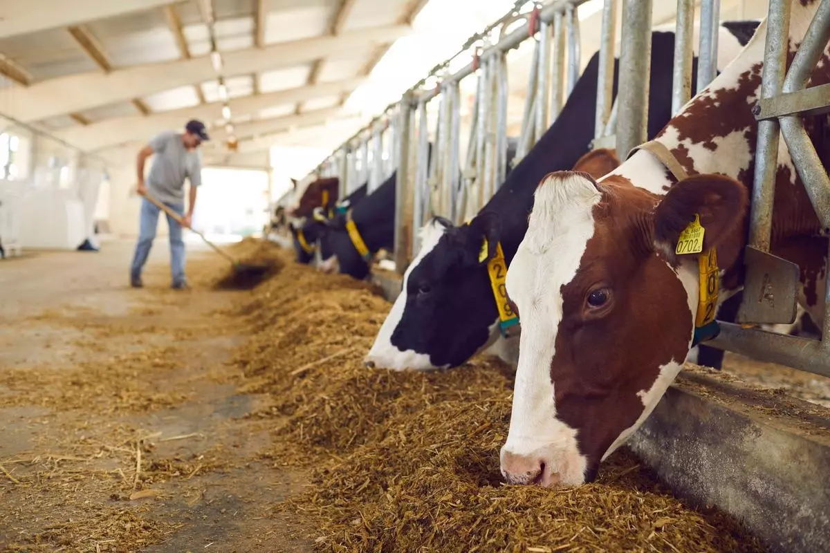 Studi: Poténsi cross-proteksi ngalawan SARS-CoV-2 tina paparan saméméhna ka coronavirus bovine.Kredit Gambar: Studio Romantic/Shutterstock