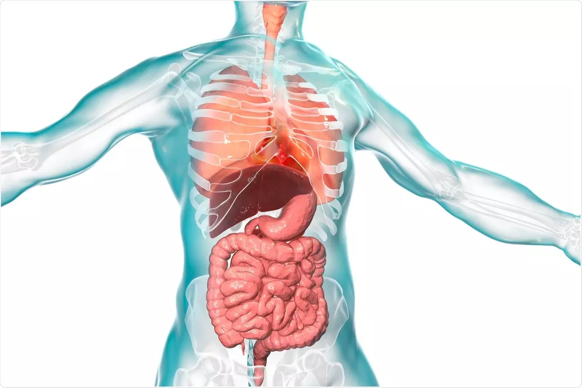 Pag-aaral: Coronavirus disease-19 at ang gut-lung axis. Credit ng Larawan: Kateryna Kon/ Shutterstock