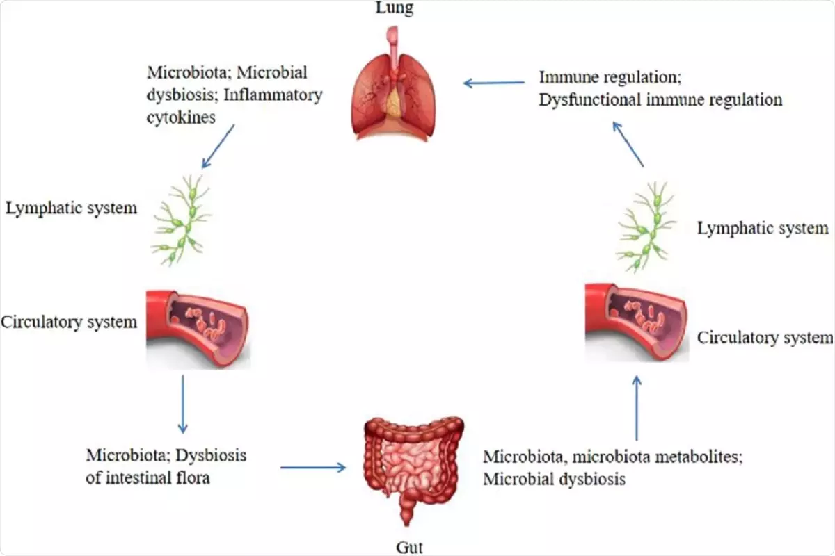 Olusin 1 Bidirectional gut-lung axis. Awọn microbiota ikun ati awọn metabolites microbiota le ṣe ilana ti ajẹsara ẹdọfóró nipasẹ awọn ọna iṣan-ara tabi awọn iṣan-ẹjẹ, nigbati a ba yipada tiwqn ati iyatọ ti ikun microbiota, eyiti a npe ni dysbiosis microbial, le ni ipa lori ajesara ẹdọfóró nipasẹ awọn ọna-ara-ara-ara tabi awọn iṣan-ara. Bakanna, microbiota ẹdọfóró le tun ni ipa lori ikun microbiota nipasẹ awọn ọna-ara-ara-ara-ara-ara tabi awọn iṣan-ẹjẹ, dysbiosis ti flora ifun le fa nipasẹ dysbiosis microbial ẹdọfóró ati awọn cytokines iredodo nipasẹ awọn ọna-ara-ara-ara-ara tabi awọn iṣan-ara.