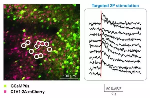 Bruker bringt Ultima NeuraLight 3D-Bildgebungsplattform für neurowissenschaftliche Anwendungen auf den Markt 16699_1