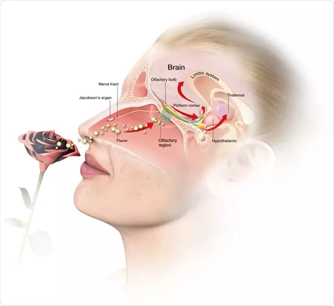 anosmia