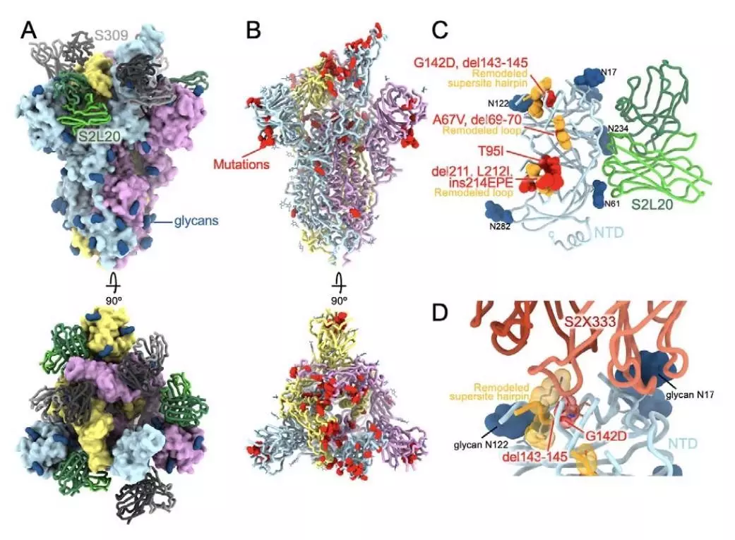 Nagbibigay ang mga siyentipiko ng istrukturang balangkas para sa Omicron immune evasion at ACE2 receptor recognition 18580_2