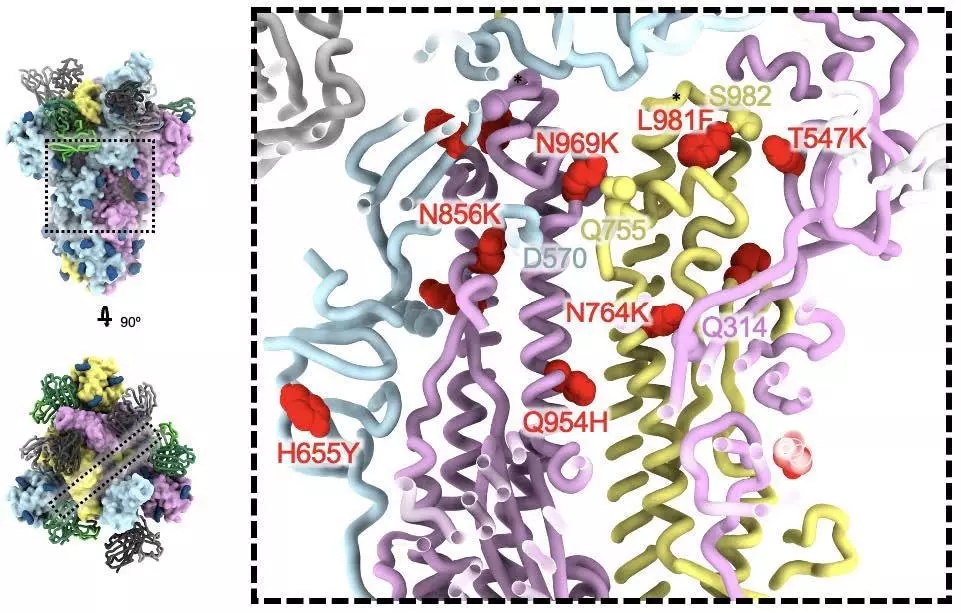 Nagbibigay ang mga siyentipiko ng istrukturang balangkas para sa Omicron immune evasion at ACE2 receptor recognition 18580_3