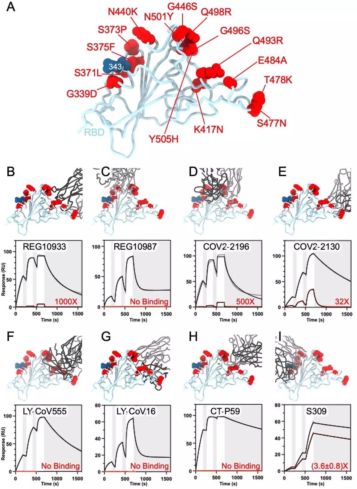 Los científicos proporcionan un marco estructural para la evasión inmune de Omicron y el reconocimiento del receptor ACE2 18580_4