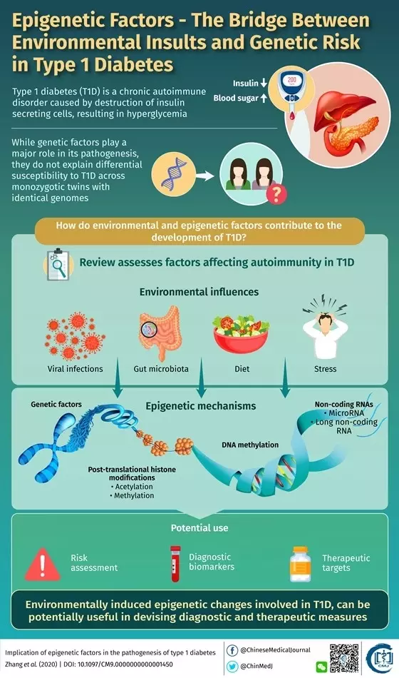 Studien viser hvordan epigenetiske faktorer modulerer risikoen for type 1 diabetes