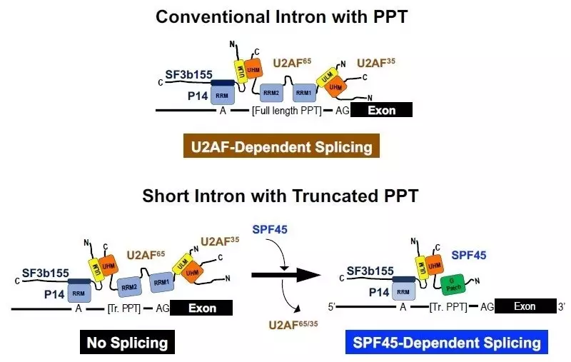 研究により、明確なメカニズムによってスプライシングされたヒトの短いイントロンのサブセットが明らかになりました