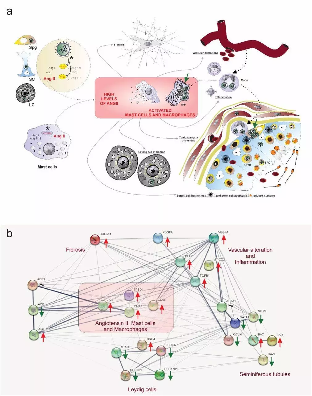 Hypothetical nga viral ug molekular nga mekanismo sa impeksyon sa testis ug makadaot sa SARS-CoV-2. a) Ang SARS-CoV-2 (berde nga kolor) giila sa spermatogonial cells (Spg), Sertoli cells (SC), Leydig cells (LC), infiltrative monocytes (Mono), macrophage (MΦ), spermatocytes (sptc), ug spermatids (sptd). Matikdi ang mga pabrika sa virus sa mga macrophage ug mga selula sa spermatogonial (berde nga mga pana). Ang direktang impluwensya sa SARS-CoV-2 sa mga testicular cells makababag sa kalihokan sa ACE2, samtang ang pagpaaktibo sa mast cells (chymase positive) mopataas sa lebel sa angiotensin II (usa ka potent pro-inflammatory molecule) (asterisks). Ang angiogenic ug makapahubag nga mga hinungdan mahimong mag-aghat sa paglusot ug pagpaaktibo sa mga selula sa mast. Ang taas nga lebel sa angiotensin II, pagpaaktibo sa mga selula sa mast, ug makapahubag nga mga hinungdan makapalihok (polarize) nga mga macrophage. Ang testicular phenotype sa mga pasyente sa COVID-19 (fibrosis, vascular alteration, inflammation, tunica propria thickening, Sertoli cell barrier loss, germ cell apoptosis, ug inhibition sa Leydig cells) mahimong ma-link sa taas nga angiotensin II ug active mast cells ug macrophage. b) network sa mga gene nga may kalabutan sa angiotensin II, activated mast cells, ug macrophage (pink box) nga gikuha gikan sa STRING (https://string-db.org/). Kining tulo ka elemento nag-regulate sa makapahubag, apoptotic, fibrotic, ug vascular genes samtang nag-down-regulate sa kritikal nga seminiferous tubule ug Leydig cell genes. Pula nga mga pana: up-regulated nga mga gene; Green nga mga pana: down-regulated nga mga gene; ∼: genes up-and down-regulated depende sa phase.