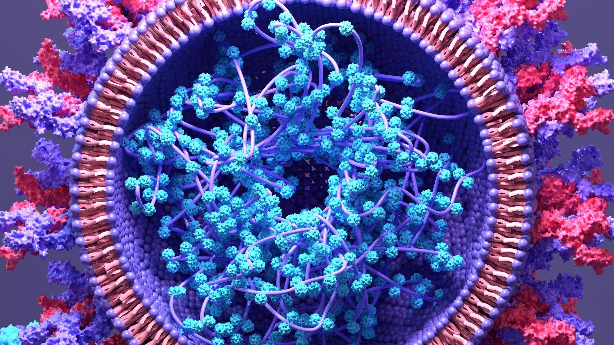 Gipataas sa SNOC ang S-nitrosylation sa ACE2 ug gipugngan ang paggapos sa protina sa SARS-CoV-2 Spike (S).a, Assay alang sa SNO-ACE2 ug SNO-TMPRSS2 sa mga selula sa HeLa-ACE2. Ang mga selyula naladlad sa 100 μM SNOC o, isip usa ka kontrol, 'daan' nga SNOC (diin ang NO nawala). Pagkahuman sa 20 minuto, ang mga cell lysate gipailalom sa biotin-switch assay aron masusi ang S-nitrosylated (SNO-) ug input (total) nga mga protina nga nakit-an pinaagi sa immunoblotting nga adunay cognate antibody. Ang ascorbate minus (Asc-) sample nagsilbing negatibo nga kontrol. b, c, Ratio sa SNO-ACE2/input ACE2 protein ug SNO-TMPRSS2/input TMPRSS2 protein. Ang mga datos kay mean + s.e.m., *P <0.05, **P <0.01, ***P <0.001 sa ANOVA nga adunay daghang pagtandi ni Tukey. n = 3 biolohikal nga replikasyon. d, HeLa ug HeLa-ACE2 nga mga selyula ang pre-exposed sa 100 μM SNOC o daan nga SNOC. Human sa 30 minutos, 10 μg/ml sa purified recombinant nga SARS-CoV-2 Spike (S1+S2) nga protina ang nalumlom sa mga selula. Human sa 1 h, ang mga selula giayo sa 4% PFA sulod sa 15 minutos, ug ang gigapos nga Spike nga protina nakit-an sa anti-Spike protein antibody; nuclei nga namansahan sa 1 μg/ml Hoechst. Ang mga selula gihulagway pinaagi sa confocal fluorescence microscopy. Scale bar, 20 μm. e, Quantification sa paryente fluorescence intensity. Ang datos kay mean + s.e.m., ****P <0.0001 sa ANOVA nga adunay daghang pagtandi ni Tukey. n = 3 biolohikal nga replikasyon. f, Molecular nga representasyon sa S-nitrosylated-ACE2 / RBD nga modelo sa lumalabay nga detatsment sa lebel sa peptidase domain dimeric interface. Ang SNO-Cys261 ug SNO-Cys498 gipakita sa Van der Waals spheres. Ang itom nga mga tulbok nagpaila sa kwalitatibo nga pagbutang sa mga sentro sa masa (COM) alang sa matag ACE2 protomer, ug ang giputol nga arrow nagrepresentar sa gilay-on tali sa mga COM. Ang mga RBD ug N-glycan sa Spike, nga gilakip sa simulation, gitago alang sa katin-aw sa imahe. SpBD, Spike binding domain; CLD, collectrin-like domain; PD, peptidase domain. g, Distribution sa gilay-on tali sa COMs gikan sa molecular dynamics simulations sa WT ACE2/RBD (purple) vs. nitrosylated-ACE2/RBD (cyan). Ang giputol nga itom nga linya sa gibana-bana nga 56.5 Å nagpakita sa reference nga gilay-on tali sa mga COM nga kalkulado gikan sa cryo-EM structure (PDB: 6M17). Ang S-Nitrosylated-ACE2/RBD nagpakita sa usa ka kinatibuk-ang mas dako nga gilay-on tali sa mga COM nga adunay bimodal distribution. h, Close-up nga hulagway nga naghulagway sa Q175A ngadto sa D136B nga interaksyon nga anaa sa pagsugod sa mga konpormasyon sa S-nitrosylated-ACE2 nga sistema. i, Close-up nga hulagway nga naghulagway sa pagkabalda sa interaksyon tali sa Q175A ug D136B nga nahitabo subay sa dynamics sa S-nitrosylated-ACE2 system.