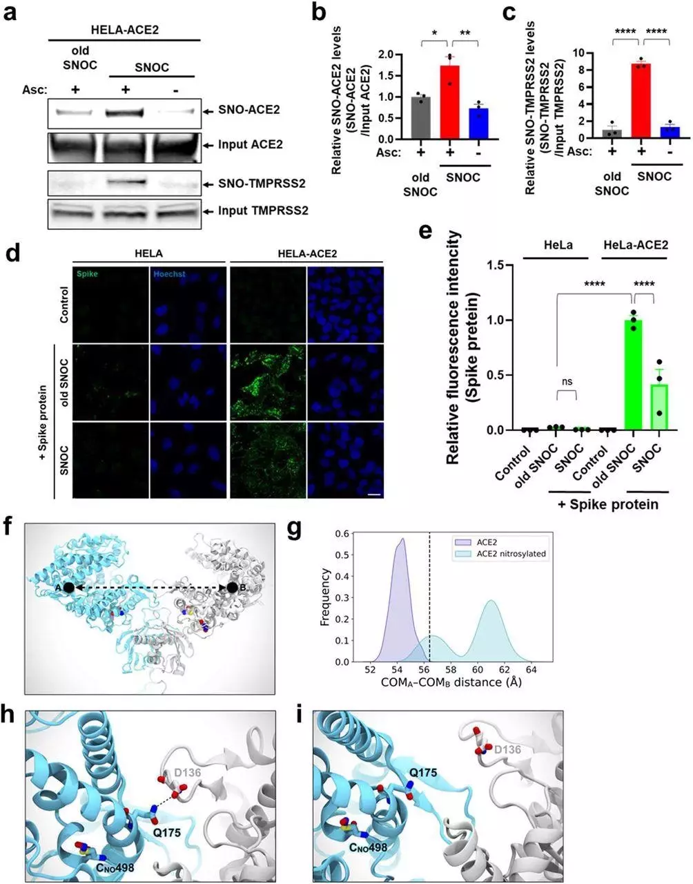 Gipataas sa SNOC ang S-nitrosylation sa ACE2 ug gipugngan ang paggapos sa protina sa SARS-CoV-2 Spike (S).a, Assay alang sa SNO-ACE2 ug SNO-TMPRSS2 sa mga selula sa HeLa-ACE2. Ang mga selyula naladlad sa 100 μM SNOC o, isip usa ka kontrol, 'daan' nga SNOC (diin ang NO nawala). Pagkahuman sa 20 minuto, ang mga cell lysate gipailalom sa biotin-switch assay aron masusi ang S-nitrosylated (SNO-) ug input (total) nga mga protina nga nakit-an pinaagi sa immunoblotting nga adunay cognate antibody. Ang ascorbate minus (Asc-) sample nagsilbing negatibo nga kontrol. b, c, Ratio sa SNO-ACE2/input ACE2 protein ug SNO-TMPRSS2/input TMPRSS2 protein. Ang mga datos kay mean + s.e.m., *P <0.05, **P <0.01, ***P <0.001 sa ANOVA nga adunay daghang pagtandi ni Tukey. n = 3 biolohikal nga replikasyon. d, HeLa ug HeLa-ACE2 nga mga selyula ang pre-exposed sa 100 μM SNOC o daan nga SNOC. Human sa 30 minutos, 10 μg/ml sa purified recombinant nga SARS-CoV-2 Spike (S1+S2) nga protina ang nalumlom sa mga selula. Human sa 1 h, ang mga selula giayo sa 4% PFA sulod sa 15 minutos, ug ang gigapos nga Spike nga protina nakit-an sa anti-Spike protein antibody; nuclei nga namansahan sa 1 μg/ml Hoechst. Ang mga selula gihulagway pinaagi sa confocal fluorescence microscopy. Scale bar, 20 μm. e, Quantification sa paryente fluorescence intensity. Ang datos kay mean + s.e.m., ****P <0.0001 sa ANOVA nga adunay daghang pagtandi ni Tukey. n = 3 biolohikal nga replikasyon. f, Molecular nga representasyon sa S-nitrosylated-ACE2 / RBD nga modelo sa lumalabay nga detatsment sa lebel sa peptidase domain dimeric interface. Ang SNO-Cys261 ug SNO-Cys498 gipakita sa Van der Waals spheres. Ang itom nga mga tulbok nagpaila sa kwalitatibo nga pagbutang sa mga sentro sa masa (COM) alang sa matag ACE2 protomer, ug ang giputol nga arrow nagrepresentar sa gilay-on tali sa mga COM. Ang mga RBD ug N-glycan sa Spike, nga gilakip sa simulation, gitago alang sa katin-aw sa imahe. SpBD, Spike binding domain; CLD, collectrin-like domain; PD, peptidase domain. g, Distribution sa gilay-on tali sa COMs gikan sa molecular dynamics simulations sa WT ACE2/RBD (purple) vs. nitrosylated-ACE2/RBD (cyan). Ang giputol nga itom nga linya sa gibana-bana nga 56.5 Å nagpakita sa reference nga gilay-on tali sa mga COM nga kalkulado gikan sa cryo-EM structure (PDB: 6M17). Ang S-Nitrosylated-ACE2/RBD nagpakita sa usa ka kinatibuk-ang mas dako nga gilay-on tali sa mga COM nga adunay bimodal distribution. h, Close-up nga hulagway nga naghulagway sa Q175A ngadto sa D136B nga interaksyon nga anaa sa pagsugod sa mga konpormasyon sa S-nitrosylated-ACE2 nga sistema. i, Close-up nga hulagway nga naghulagway sa pagkabalda sa interaksyon tali sa Q175A ug D136B nga nahitabo subay sa dynamics sa S-nitrosylated-ACE2 system.