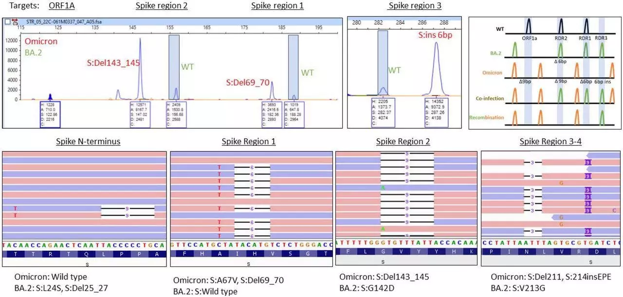 A) ORF1A, Spike bölgesi 1, Spike bölgesi 2 ve Spike bölgesi 3-4 bölgesinin elektroforetogramı, Omicron (kırmızı) ve BA.2 (yeşil) koenfeksiyonunu gösteren farklı büyüklükteki amplikonların mevcut olduğu. B) Normal, karışık veya yeniden birleştirilmiş koşullar altında varyantlar için fragmanların beklenen konumunu gösteren şema. C) Yeni nesil dizileme okumaları, Integrated Genome Viewer'da okuma yönü kırmızı veya mavi renkli olarak görselleştirildi. Silmeler bir çubukla gösterilir, tek nükleotit varyantları, varyant nükleotidi içerir ve eklemeler mor bir kutu ile vurgulanır.