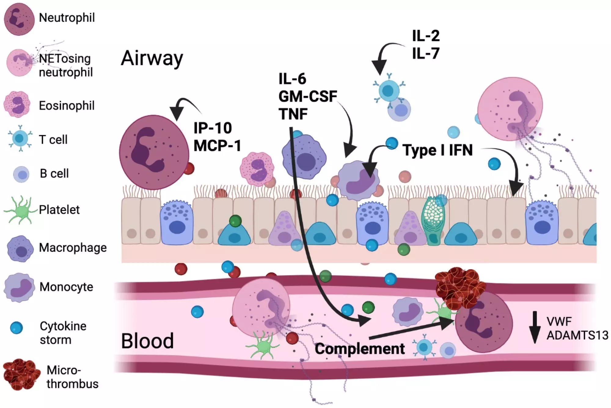 Os principais factores inmunolóxicos e coaguladores están implicados na patoloxía da COVID-19. A infección viral leva á liberación de IFN tipo I, mediador inflamatorio e alarmina do epitelio/endotelio respiratorio e das células inmunitarias residentes que crean un gradiente quimiotáctico que saca as células da circulación ao pulmón. Prodúcese un estado mielopoiético de emerxencia e os neutrófilos e monocitos presentan anomalías no sangue neste estado de alta inflamación. Simultáneamente, os linfocitos vanse esgotando na circulación. Os monocitos e macrófagos activados poden ser unha fonte importante de citocinas, incluíndo a IL-6. Mellorado polo complemento, prodúcense grupos de neutrófilos e plaquetas activadas e a NETose dos neutrófilos no sangue e nos tecidos aumenta directamente a trombose apoiando a activación plaquetaria. O tamaño de cada célula indica a súa abundancia relativa en cada compartimento.