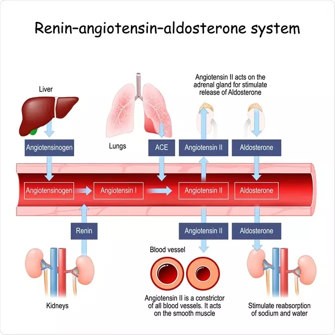 systém renin-angiotenzin-aldosteron