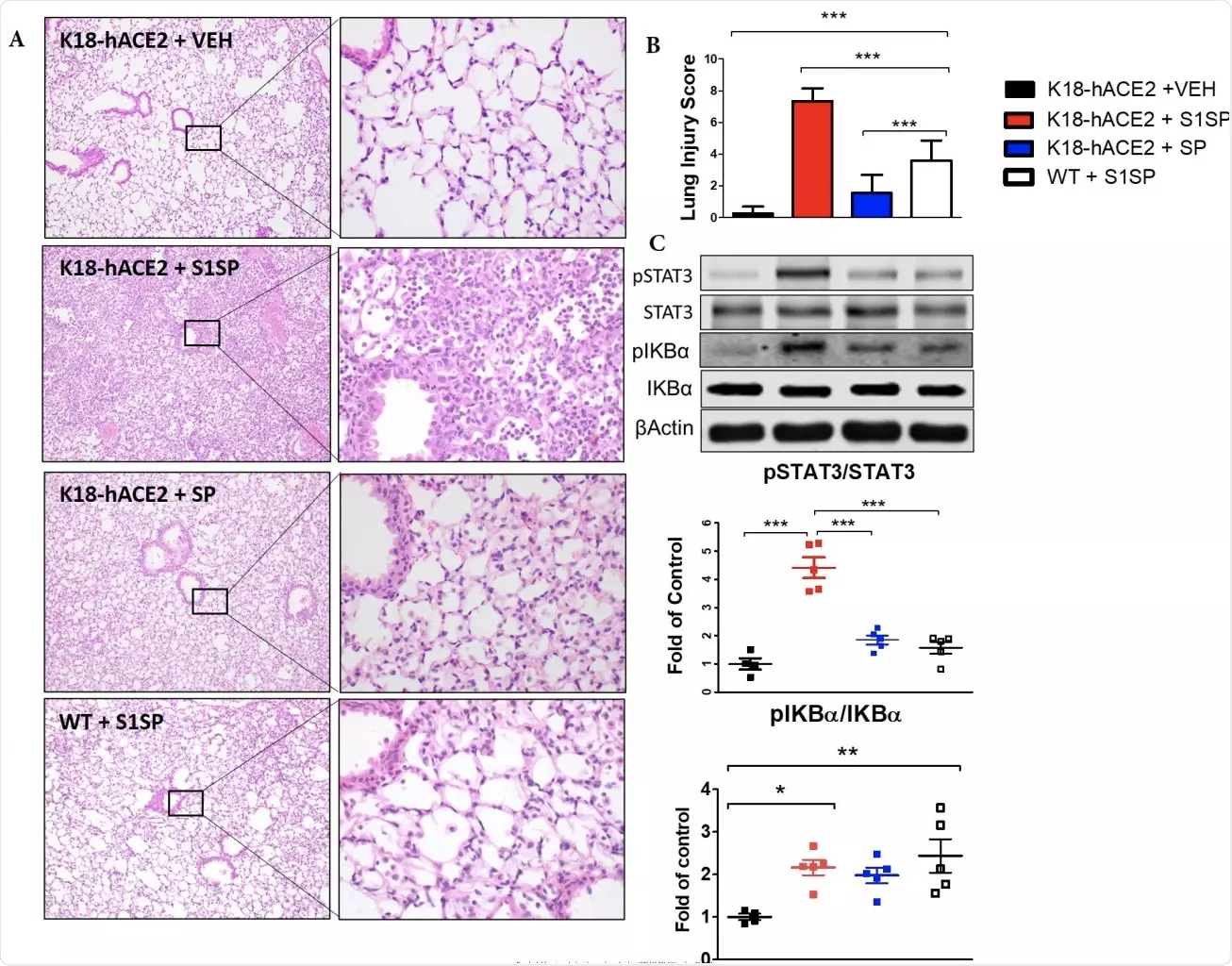 SARS-CoV-2-k in vivo kodetutako birus ezinbesteko proteinaren COVID-19 antzeko erantzunaren lehen erakustaldia 22060_2