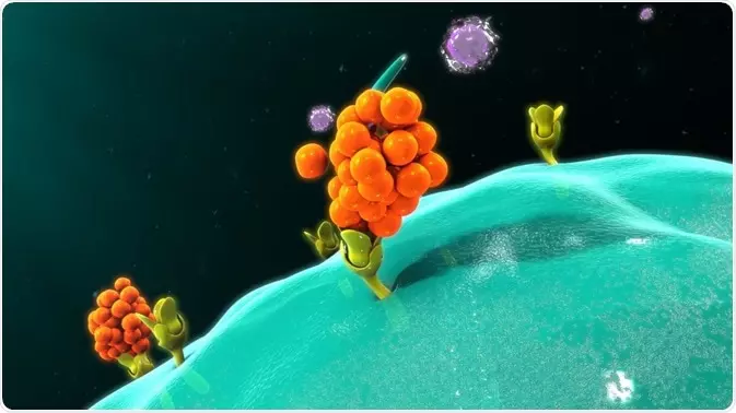 ama-cytokines