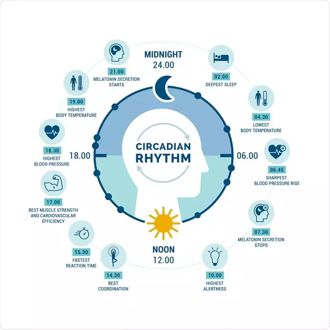 តើចង្វាក់ Circadian គឺជាអ្វី?