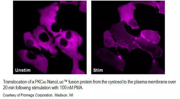 Слика која покажува транслокација на биолуминисцентен фузионен протеин од цитозолот во плазма мембраната