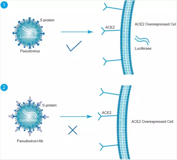 Psewdovirus tas-SARS-CoV-2