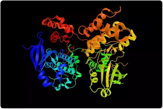 Was ist Proteinphosphorylierung?