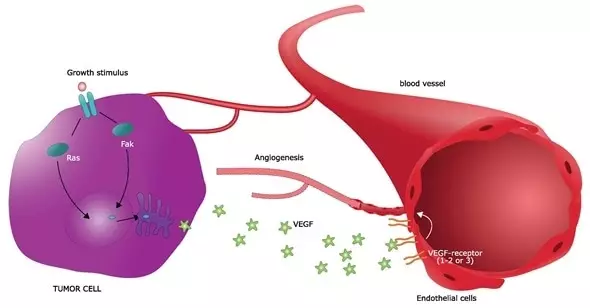 Habka badbaadada iyo koritaanka unugyada kansarka: angiogenesis