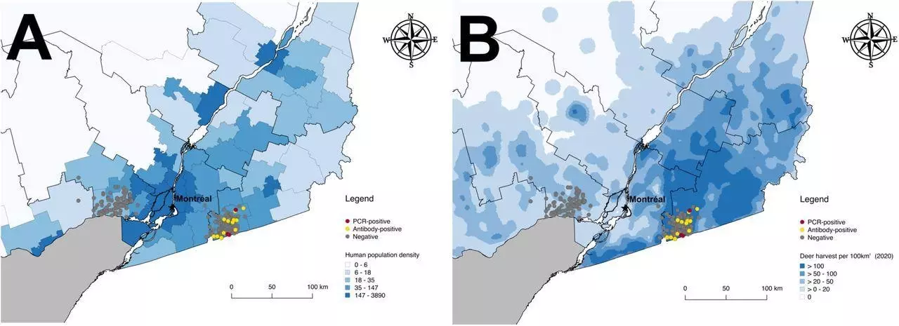 Mapa południowego Quebecu z lokalizacjami potwierdzonych SARS-CoV-2 PCR pozytywnych (czerwony), serologiczny pozytywny (żółty) oraz PCR i serologiczny negatywny (szary) jelenia białoogonowego od 6 do 8 listopada 2021 r. Dane dotyczące infekcji i ekspozycji są nałożony na (A) kartogram gęstości populacji ludzkiej (na km2) przez gminy regionalne (cienkie szare granice) oraz (B) mapę termiczną gęstości połowu jeleni na 100 km2 z 2020 r. jako przybliżenie gęstości populacji jeleni. Regiony administracyjne są oznaczone czarnymi granicami