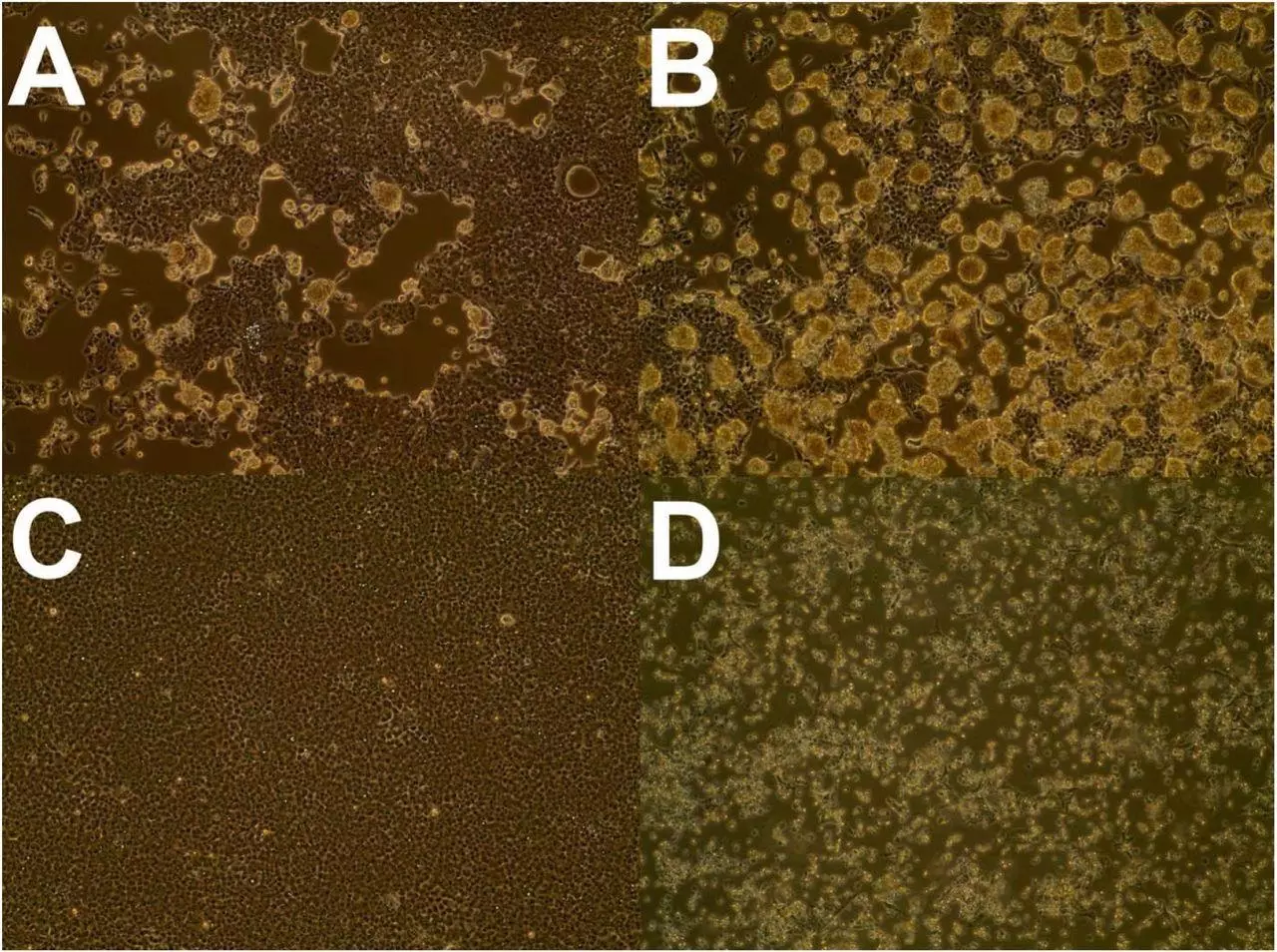 Observerad cytopatisk effekt i VeroE6-celler inokulerade med nasala pinnprover från SARS-CoV-2-positiva vitsvanshjortar 5 dagar efter infektion (A-4055, B-4249) med en skeninokulerad negativ kontroll (C) och positiv kontroll inokulerad med ett nasofaryngealt kliniskt prov från en COVID-19-patient (D). Förstoringen var 100x.