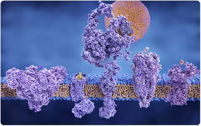 Forskellige strukturer af membranproteiner: (venstre mod højre) Kaliumkanal, delta-opioidreceptor, LDL-receptor, acetylcholinreceptor, histaminreceptor, 3d-gengivelse - Billedkredit: Juan Gaertner / Shutterstock