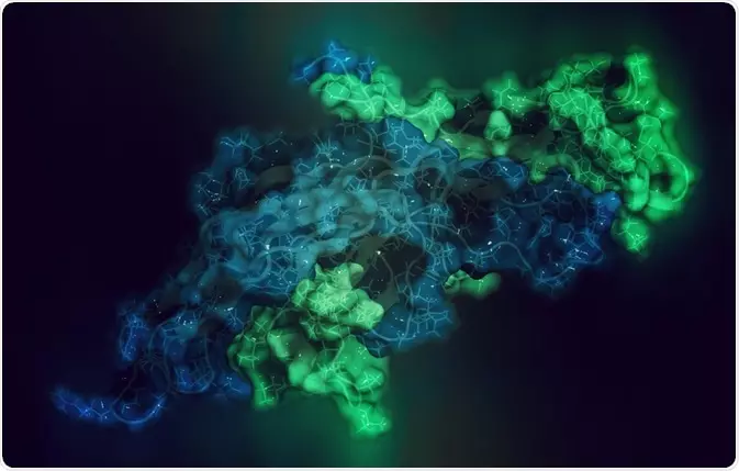 តើ Glycoprotein ជាអ្វី?