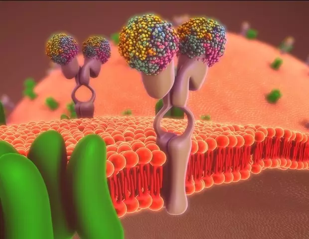 Iitshaneli ze-Tandem-pore K+ zilamla ukuvinjwa kwe-orexin neurons ngeglucose