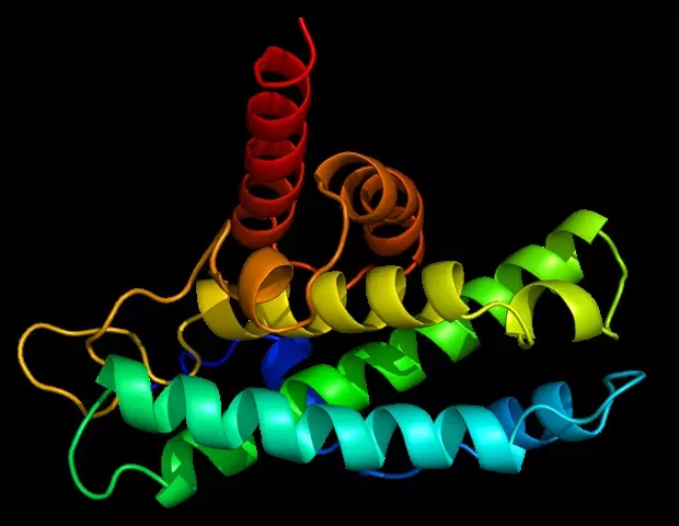 Gall protein a gynhyrchir yn naturiol sy'n helpu i'n hamddiffyn rhag canser hefyd bennu pa mor hir yr ydym yn byw