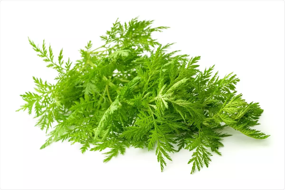 Os compostos de Artemisia annua L. teñen potencial antiviral SARS-CoV-2?