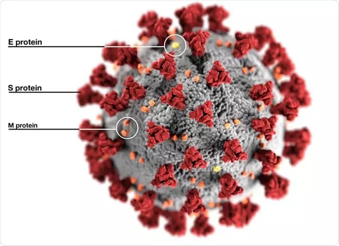 SARS-CoV-2. Kuvan luotto: Centers for Disease Control and Prevention