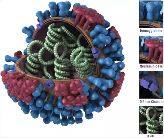 Egy influenza vírus diagramja. Az influenza A vírusokat altípusok szerint osztályozzák hemagglutinin (H) és neuraminidáz (N) felületi fehérjéik tulajdonságai alapján. 18 különböző HA altípus és 11 különböző NA altípus létezik. Az altípusokat a H és N számok kombinálásával nevezzük el – például A(H1N1), A(H3N2).