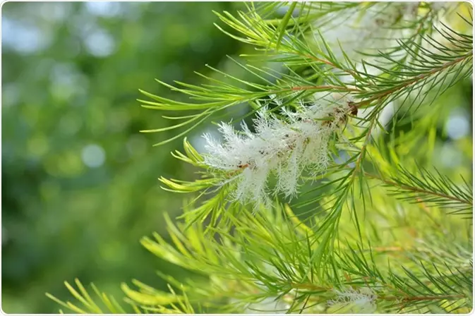 Téi-Bam (Schmuel-leaved Paperbark). Bildkreditt: tamayura / Shutterstock