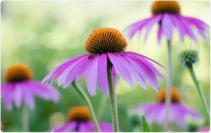 எக்கினேசியா ஊதா. Asteraceae குடும்பத்தைச் சேர்ந்த ஒரு வற்றாத தாவரம். நோய் எதிர்ப்பு சக்தியை அதிகரிக்கும் மருத்துவ பூ. பட உதவி: Mitand73 / Shutterstock