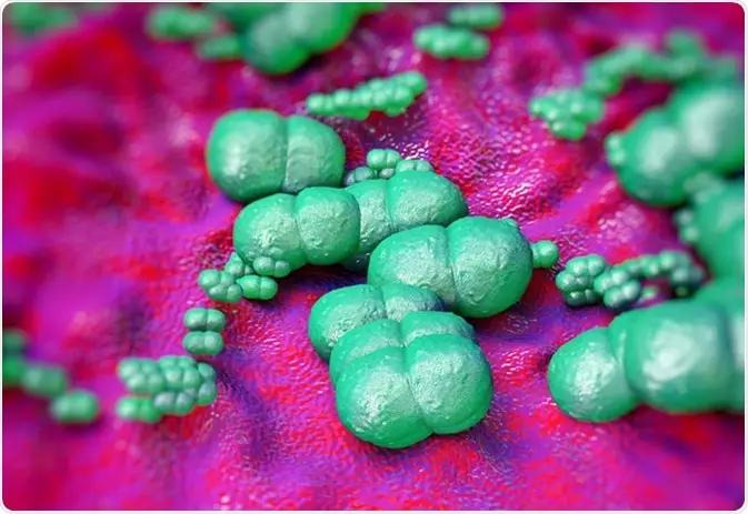 Vi khuẩn Staphylococcus epidermidis - Hình minh họa Tín dụng: Shutterstock