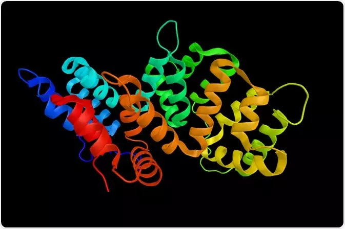 Annexin 2 proteinina ho an'ny ESR