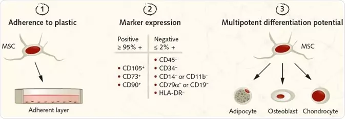 Zusammenfassung der ISCT-Kriterien zur Identifizierung von MSCs für Forschungszwecke. (1) MSCs müssen unter Standardkulturbedingungen an Kunststoff haften. (2) MSCs müssen die Oberflächenantigene CD105, CD73 und CD90 exprimieren. Eine fehlende Expression hämatopoetischer Antigene (CD45, CD34, CD14/CD11b, CD79a/CD19, HLA-DR) wird zusammen mit einer Mindestreinheit von ≥95 % für CD105-, CD73- und CD90-positive Zellen und einer Expression von ≤2 % empfohlen von hämatopoetischen Antigenen. (3) Es muss gezeigt werden, dass MSCs multipotent sind und in der Lage sind, Adipozyten, Osteoblasten und Chondrozyten unter den Standard-in-vitro-Gewebekultur-Differenzierungsbedingungen hervorzubringen.