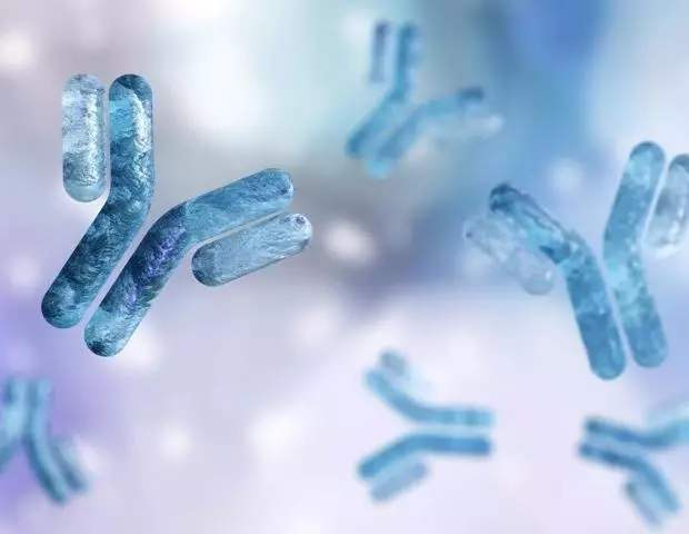 R&D အတွက် စိတ်ကြိုက် recombinant antibodies များကို ဖန်တီးထုတ်လုပ်ခြင်း။